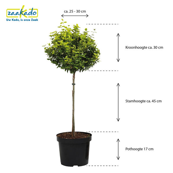 Duurzaam groeiend cadeau: een boompje! - ZaaKado BV
